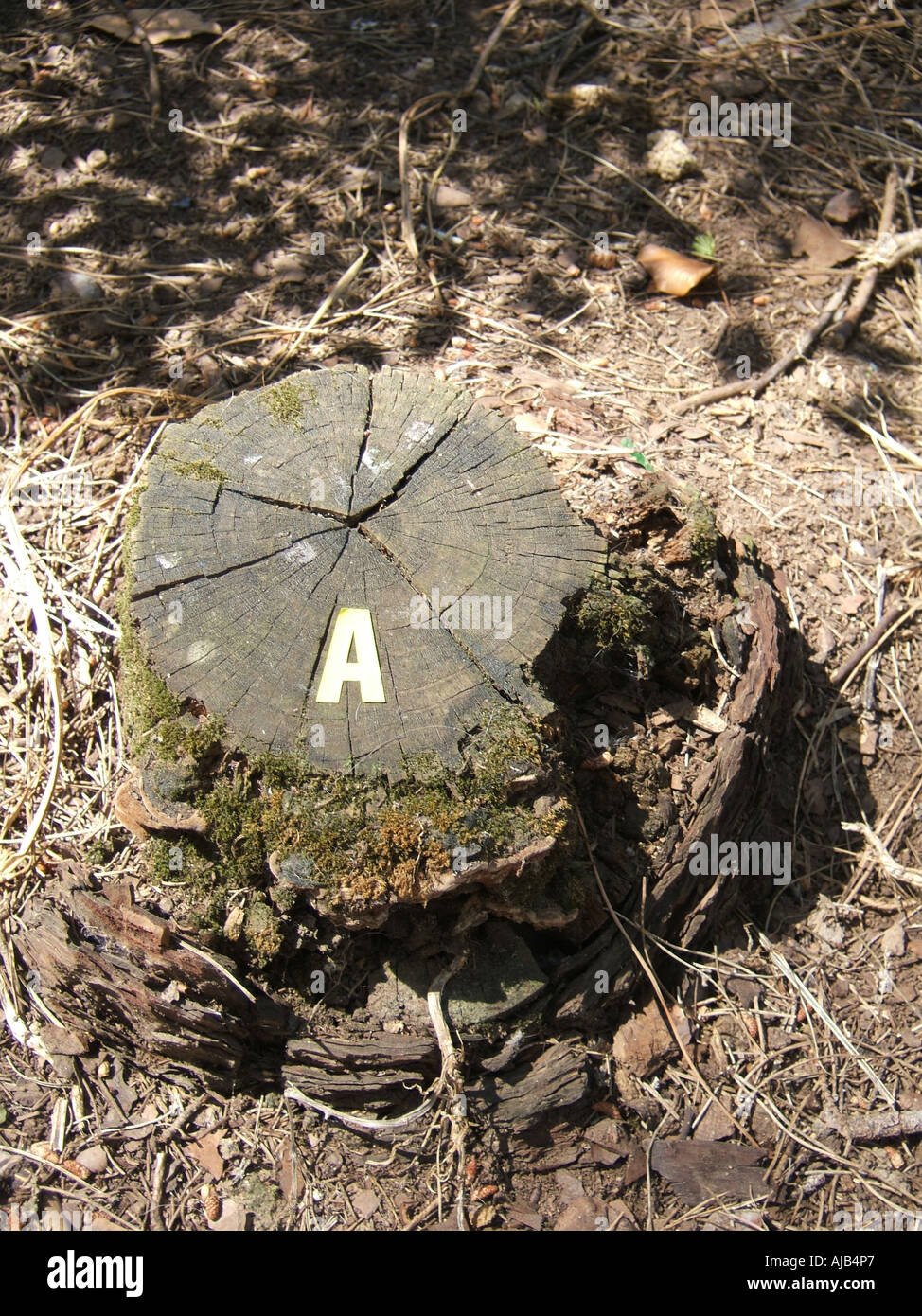 letter A on old cut tree trunk Stock Photo - Alamy