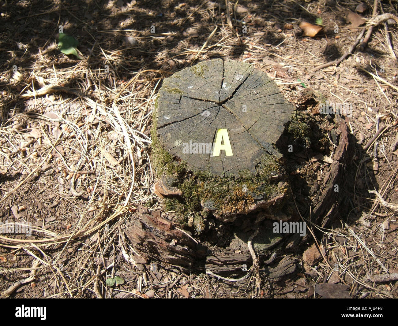 letter A on old cut tree trunk Stock Photo - Alamy