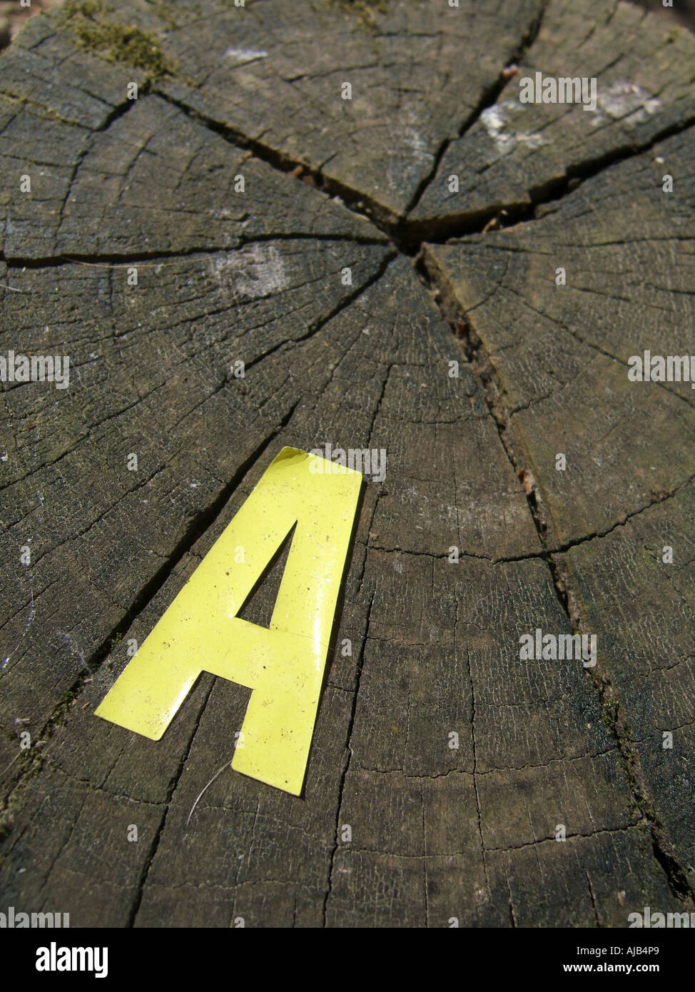 letter A on old cut tree trunk Stock Photo - Alamy