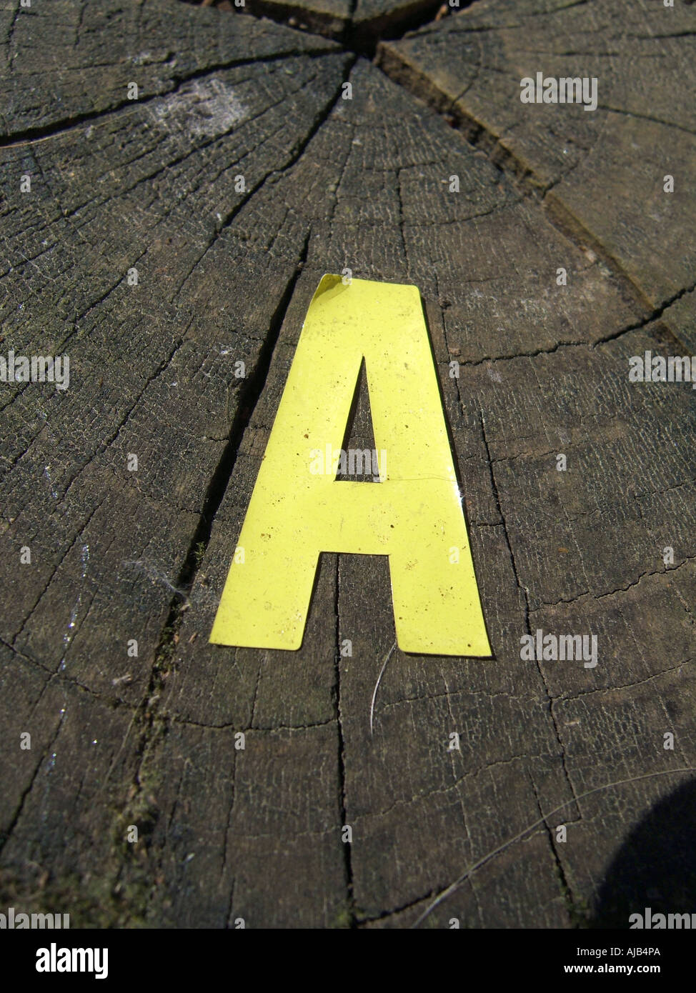 letter A on old cut tree trunk Stock Photo - Alamy
