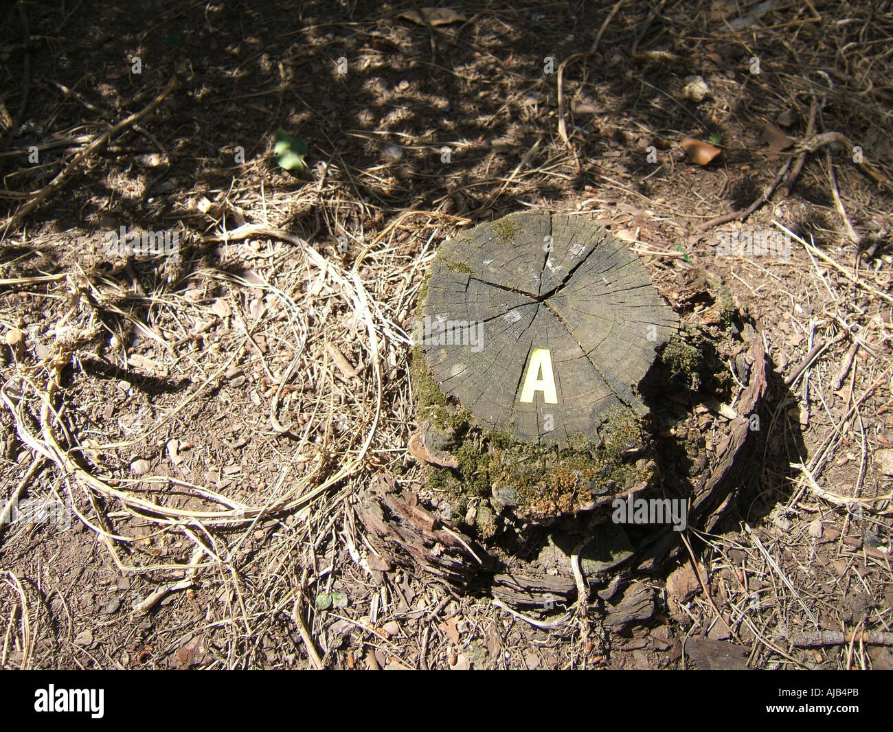 letter A on old cut tree trunk Stock Photo - Alamy