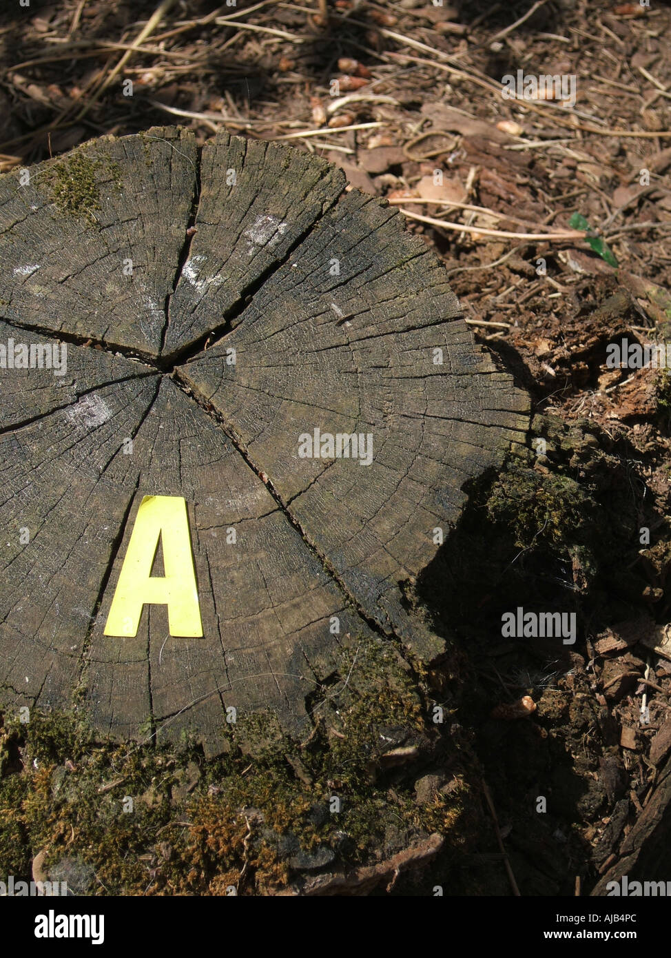 letter A on old cut tree trunk Stock Photo - Alamy