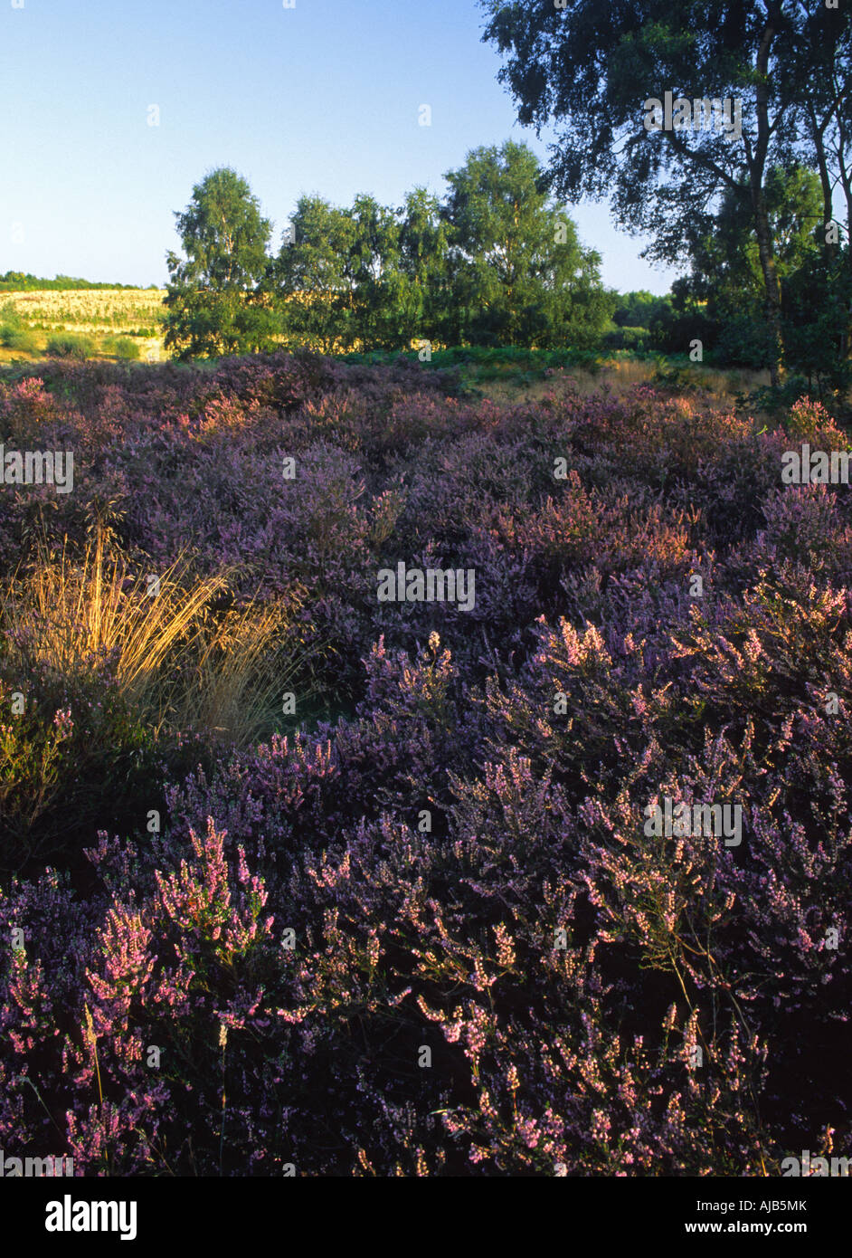 Carver's rocks nature reserve hi-res stock photography and images - Alamy