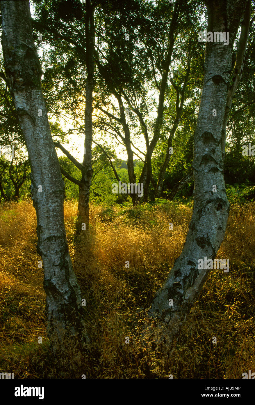 Carver's rocks nature reserve hi-res stock photography and images - Alamy