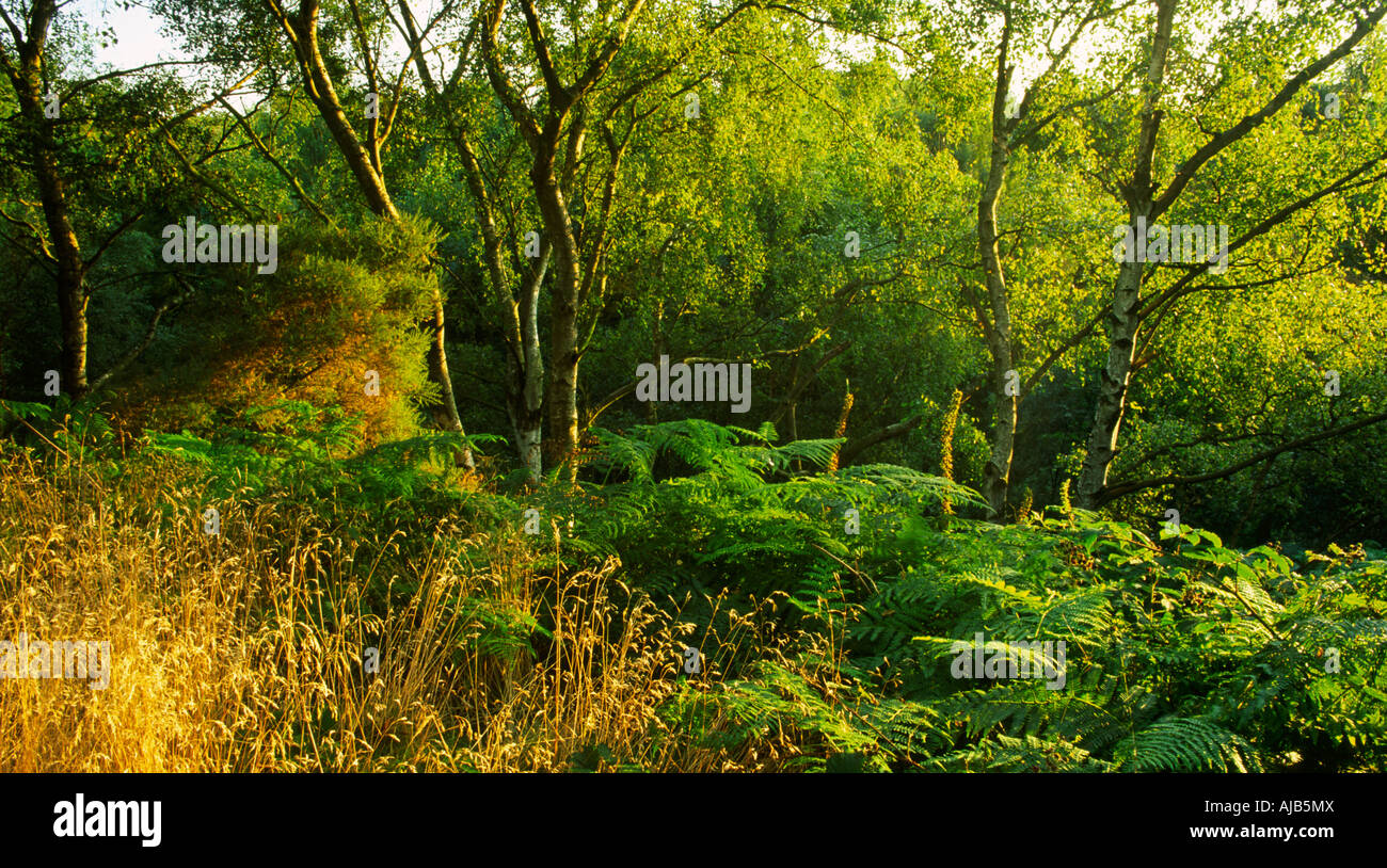 Carver's rocks nature reserve hi-res stock photography and images - Alamy