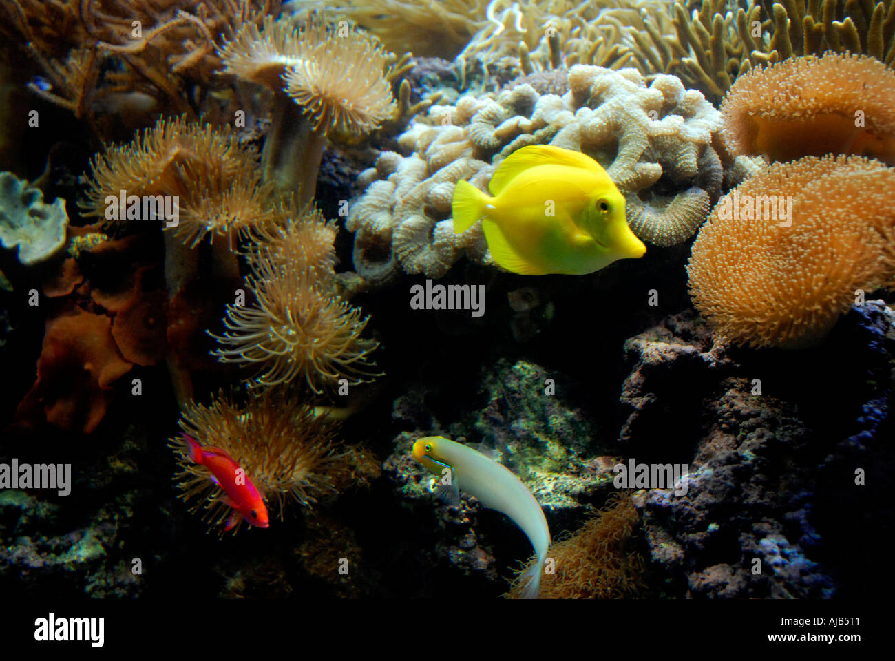 Tropical fish at the Deep Stock Photo - Alamy