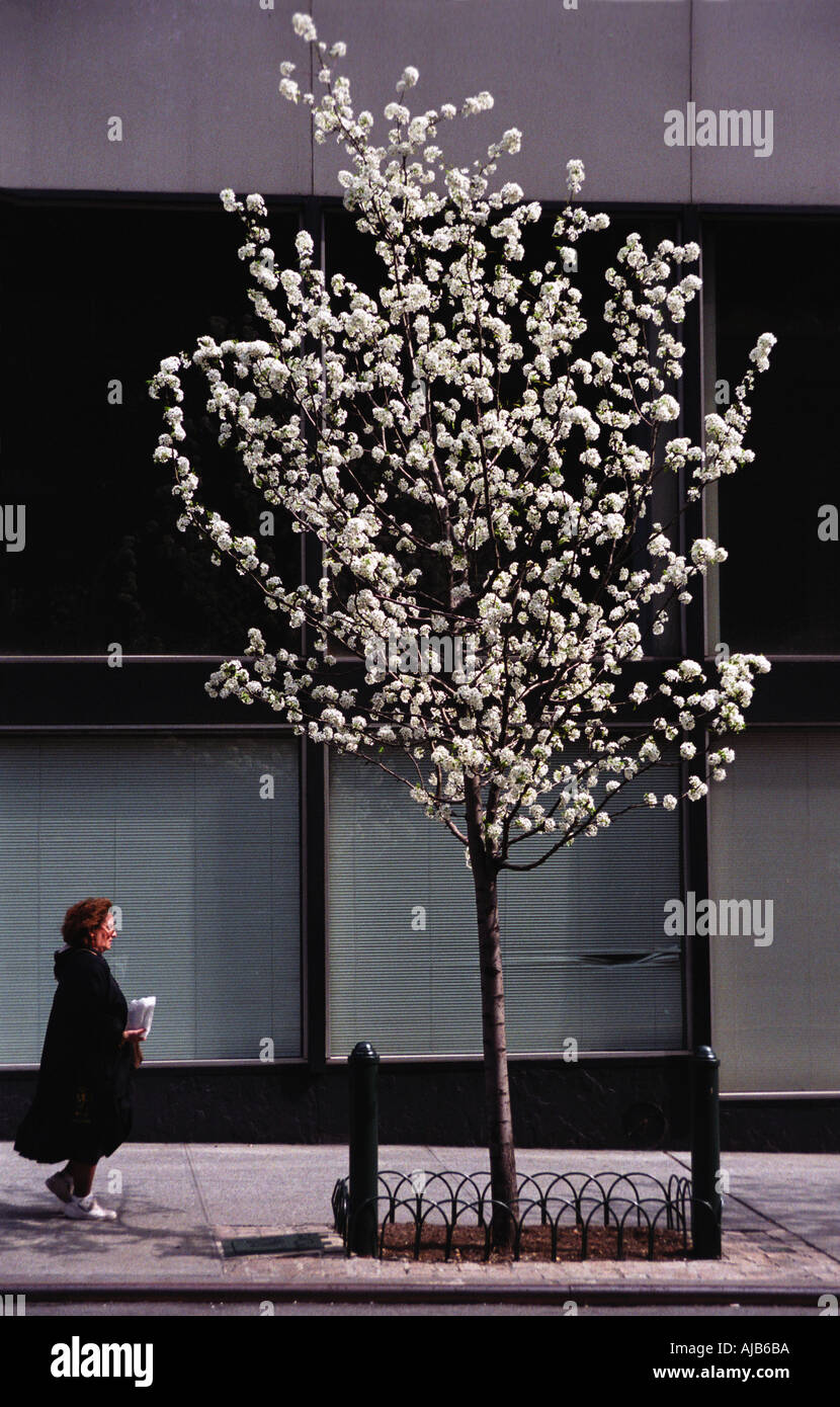 Spring in New York City Stock Photo - Alamy