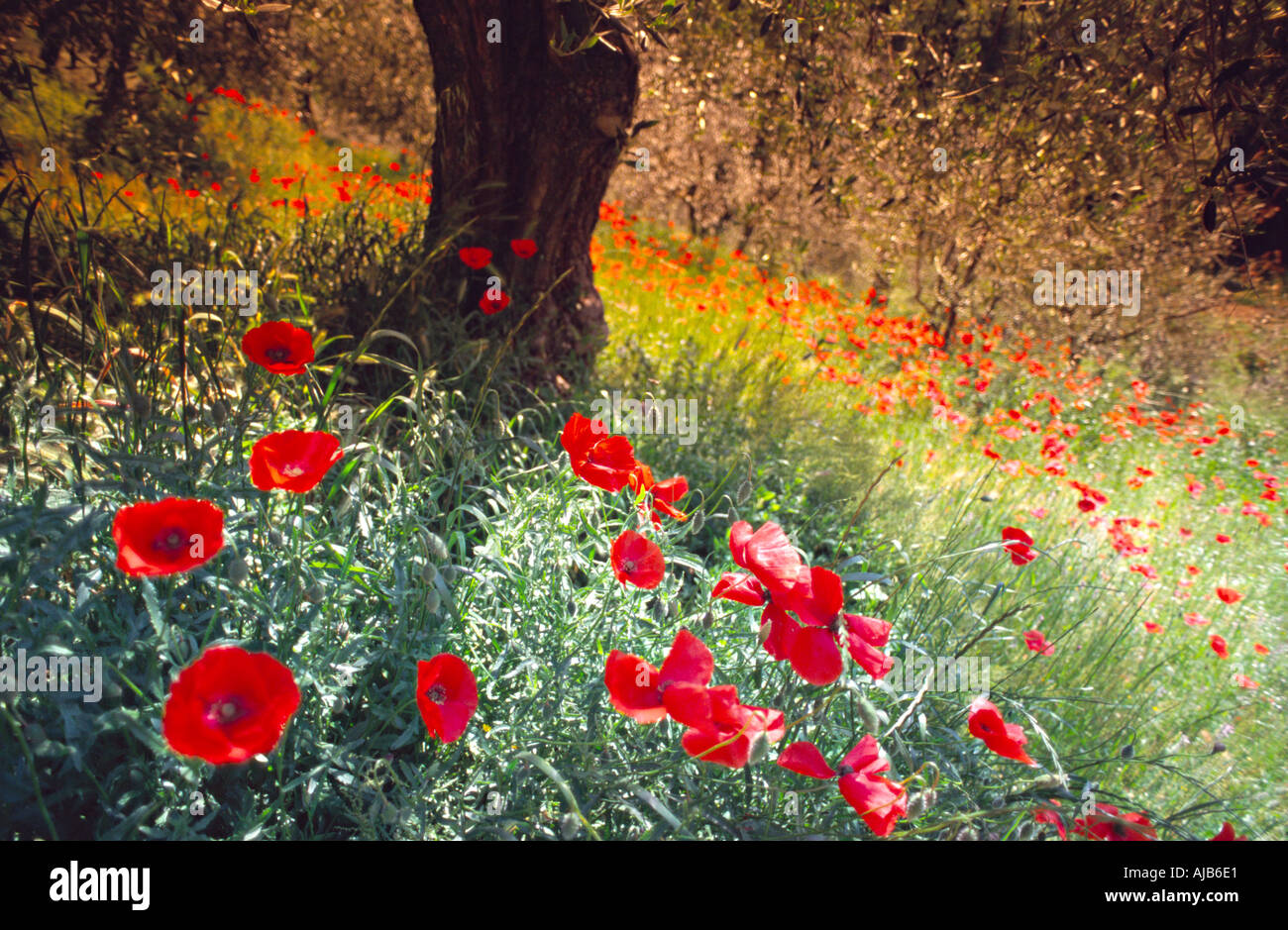 landscape in Toscana poppy flowers and olive trees Stock Photo - Alamy