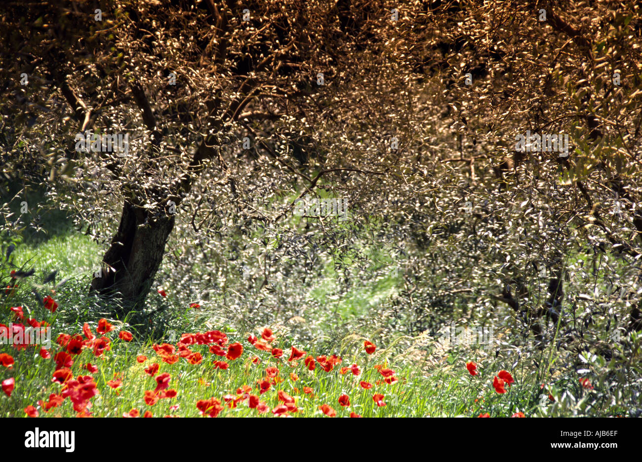 landscape in Toscana poppy flowers and olive trees Stock Photo - Alamy