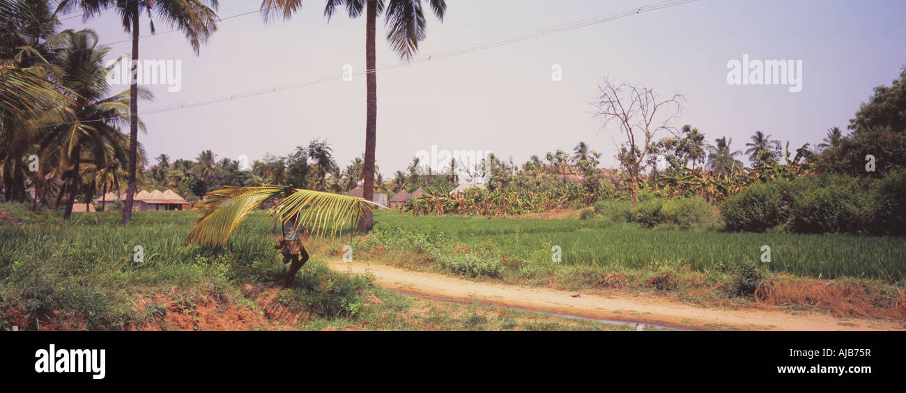 man carrying palm tree leaf, Hampi, India Stock Photo - Alamy