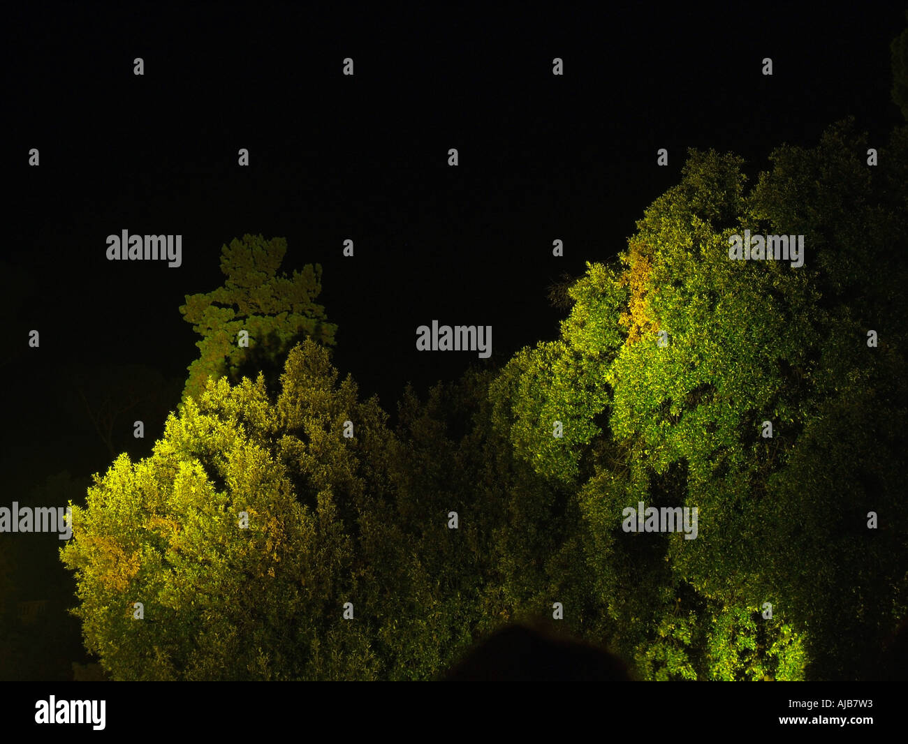 forest trees illuminated at night Stock Photo - Alamy
