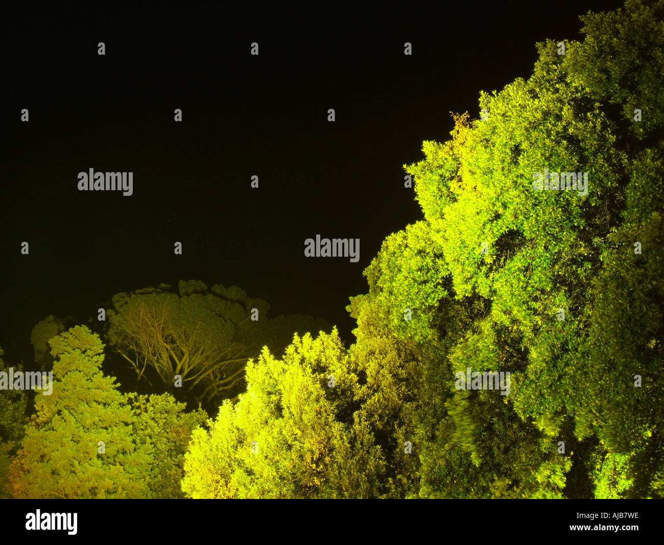 forest trees illuminated at night Stock Photo - Alamy
