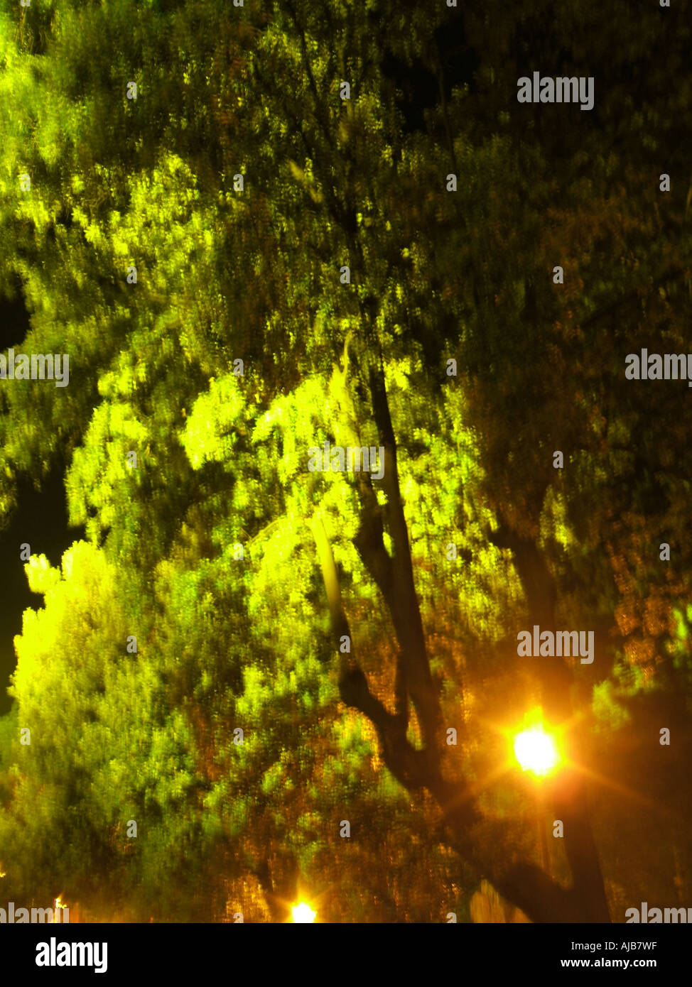 forest trees illuminated at night Stock Photo - Alamy