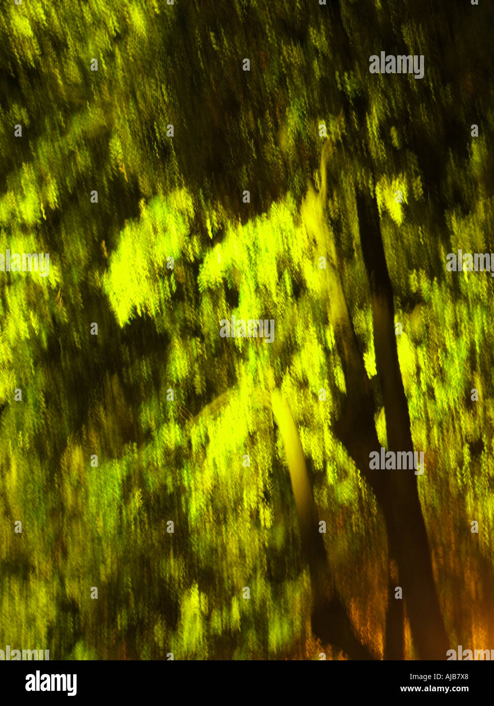 forest trees illuminated at night Stock Photo - Alamy