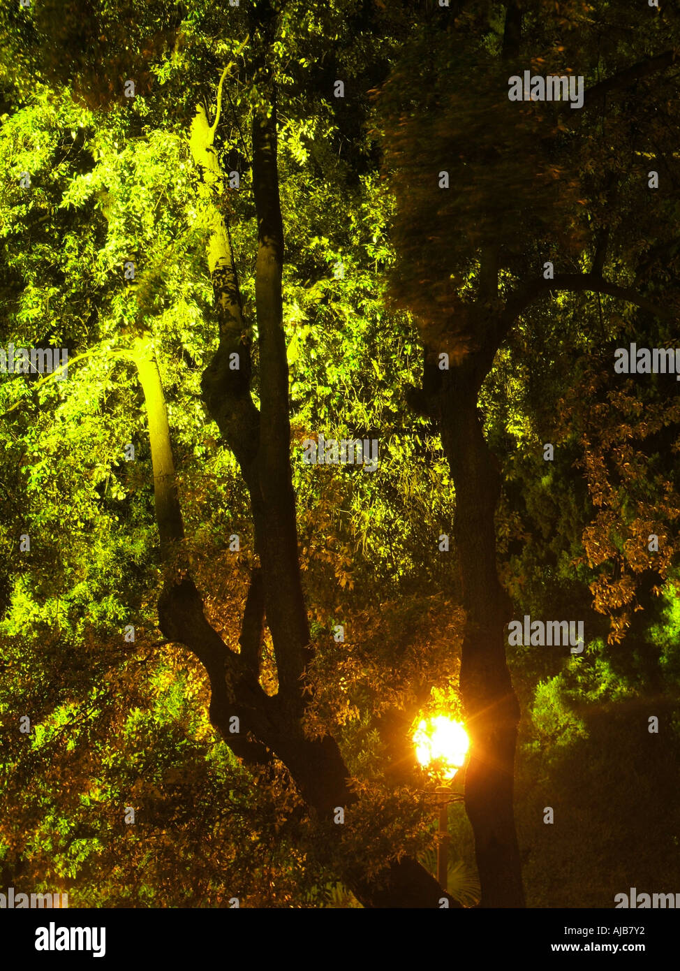 forest trees illuminated at night Stock Photo - Alamy
