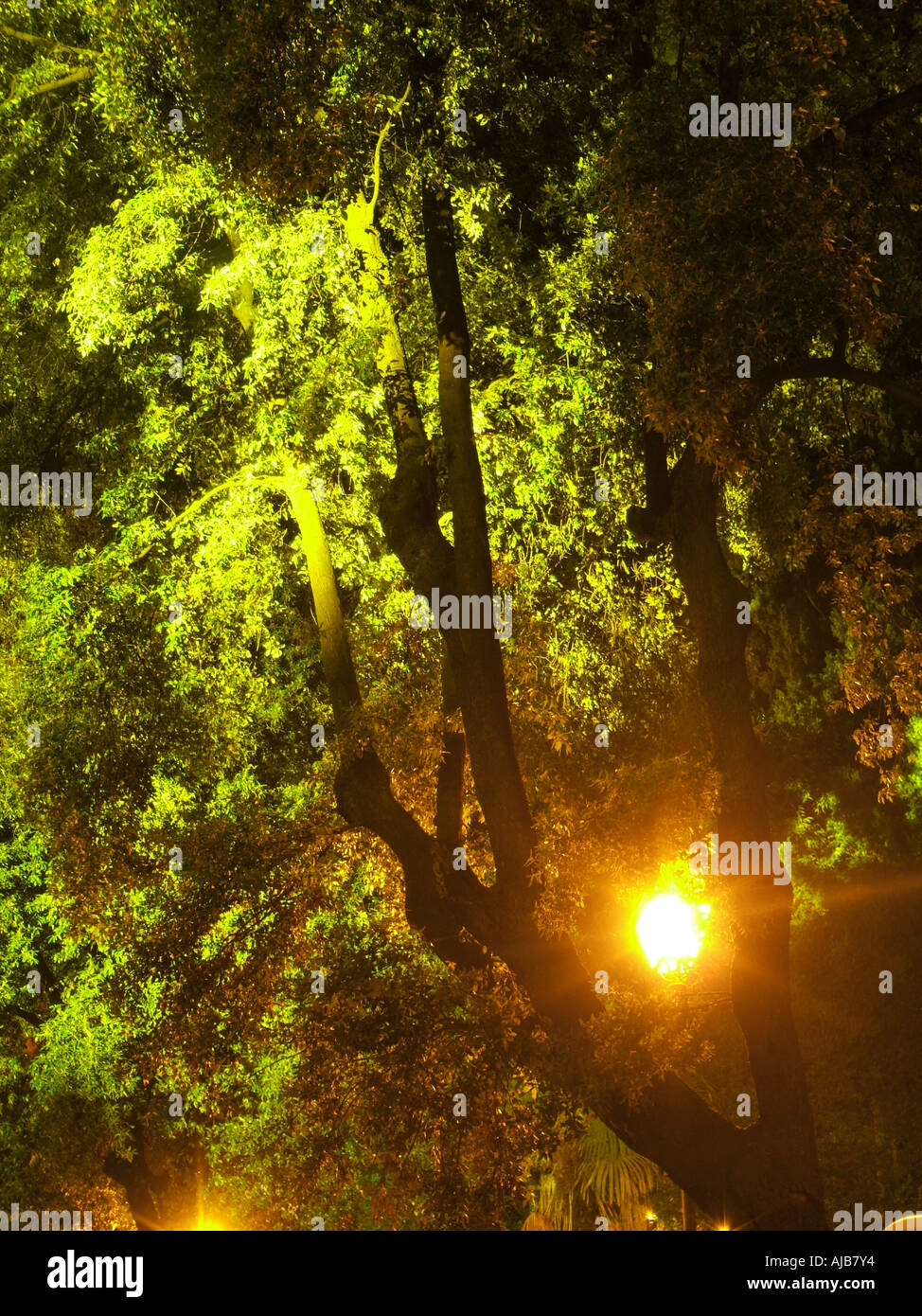 forest trees illuminated at night Stock Photo - Alamy