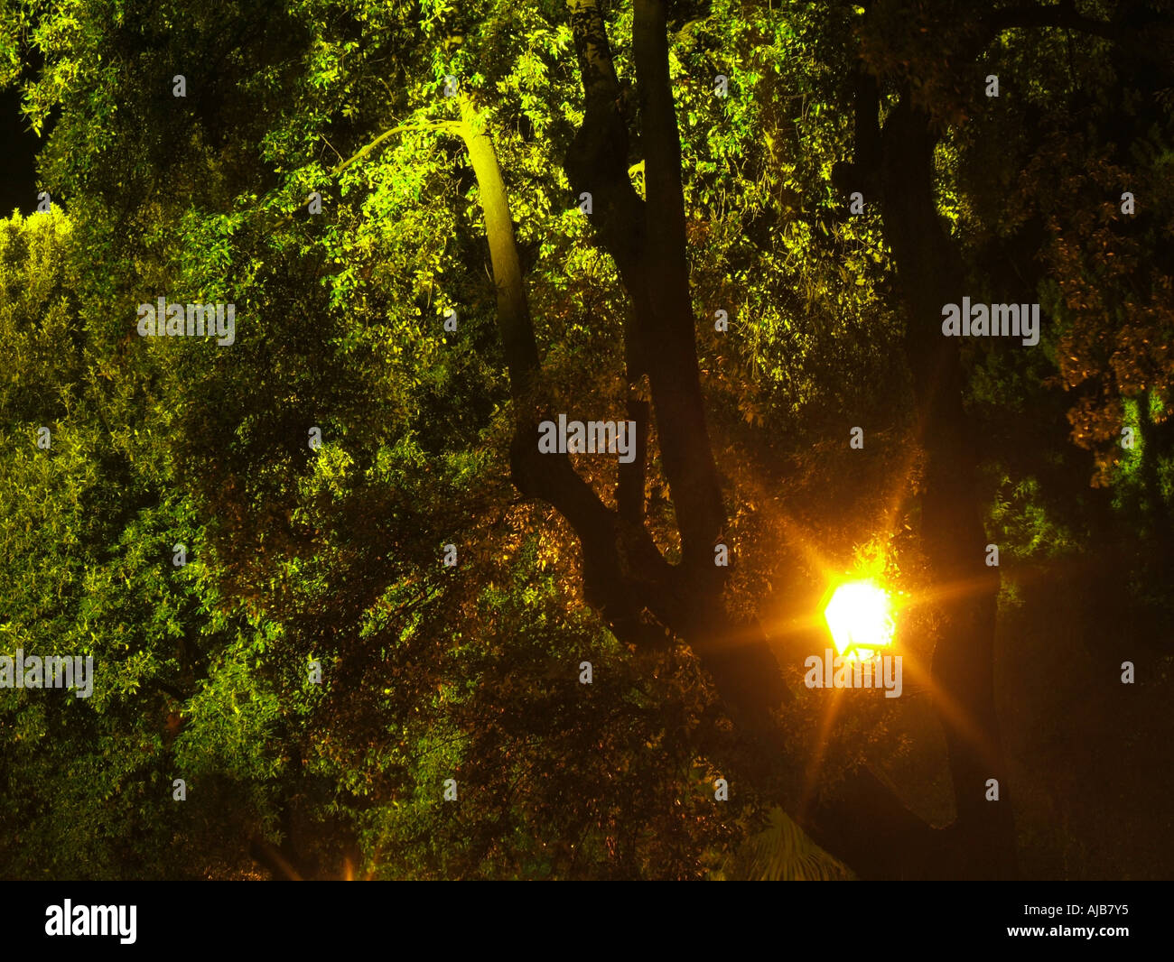 forest trees illuminated at night Stock Photo - Alamy