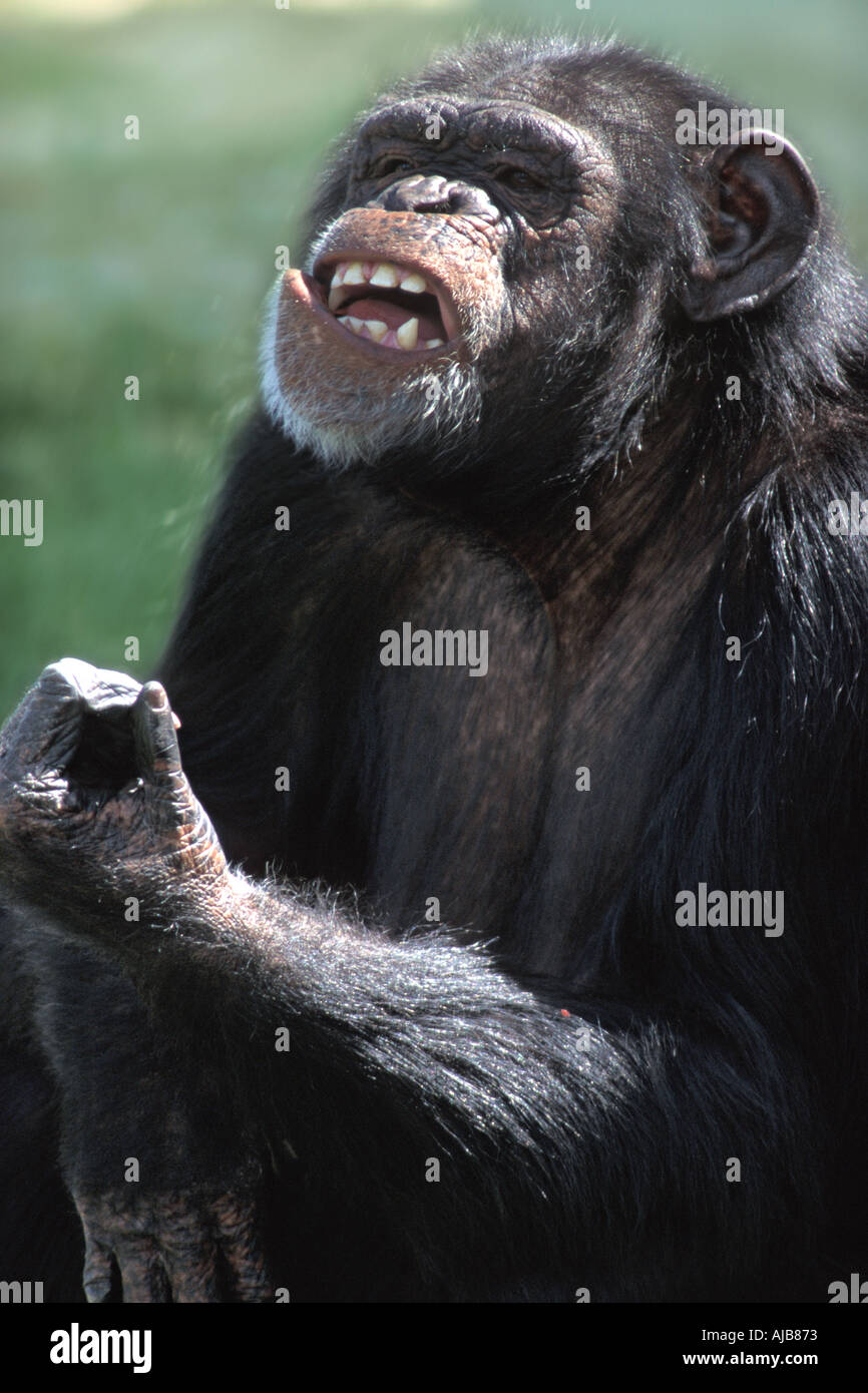 Chimpanzee lips hi-res stock photography and images - Alamy