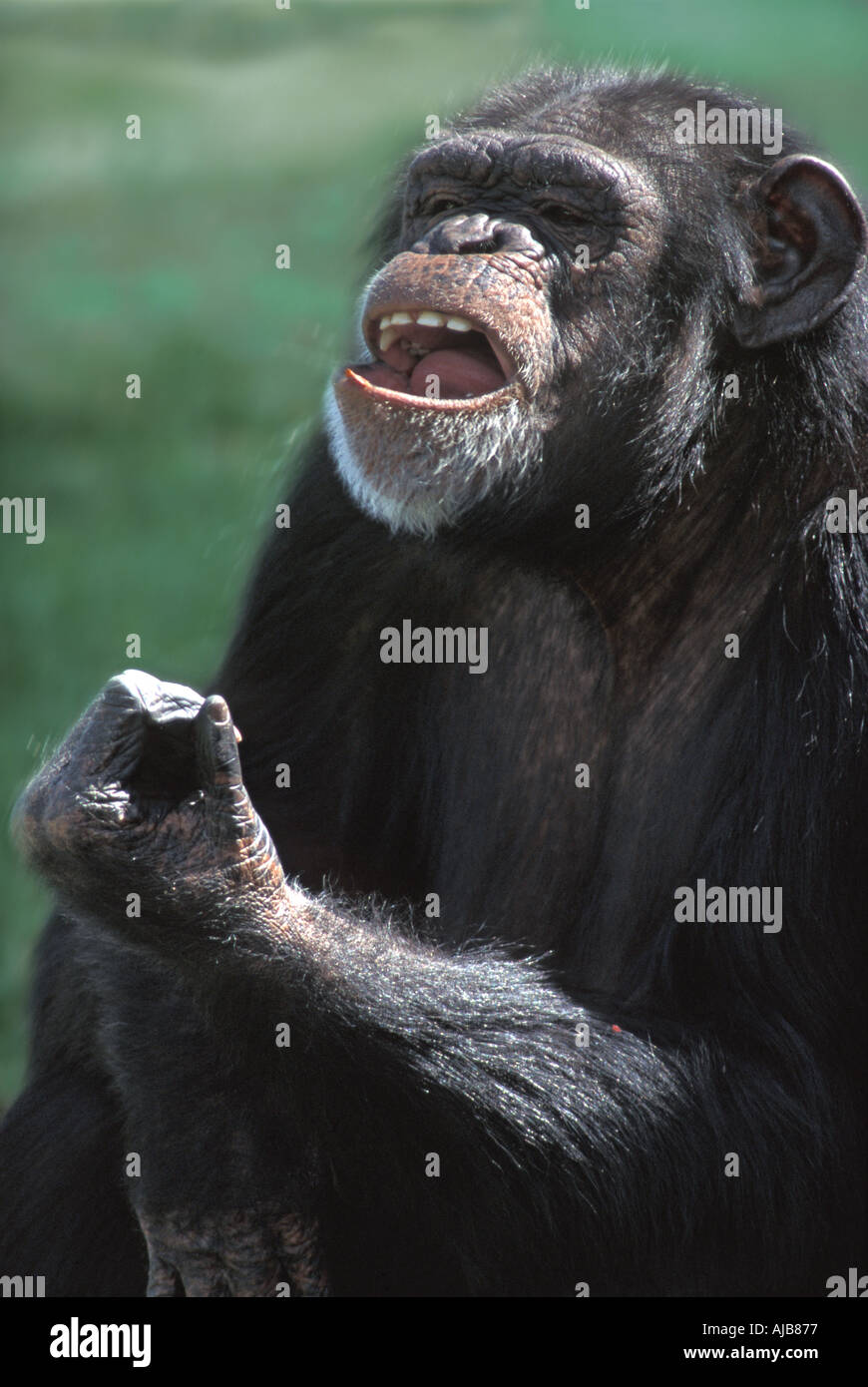 Chimp Walking In Profile