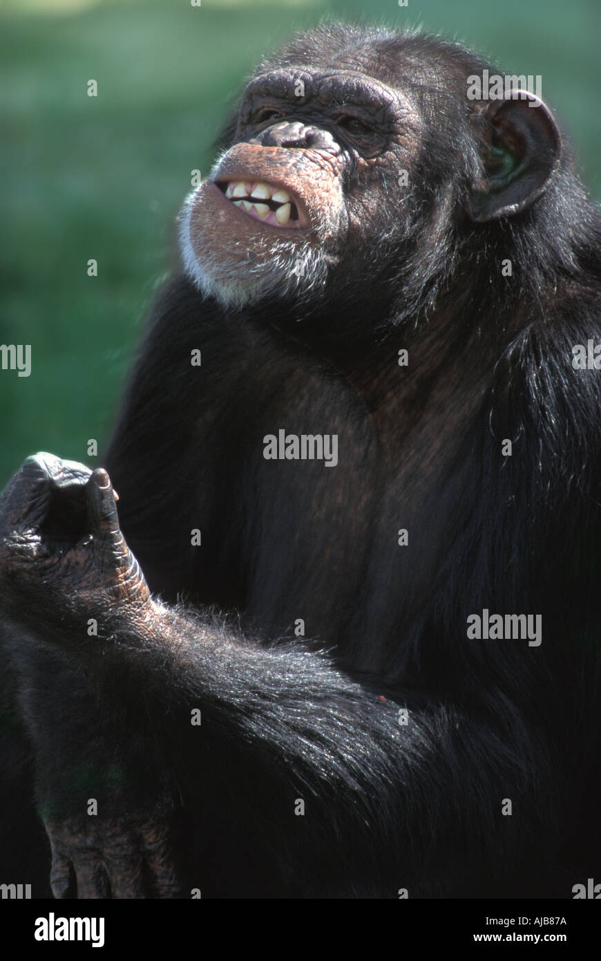 Chimp lips hi-res stock photography and images - Alamy