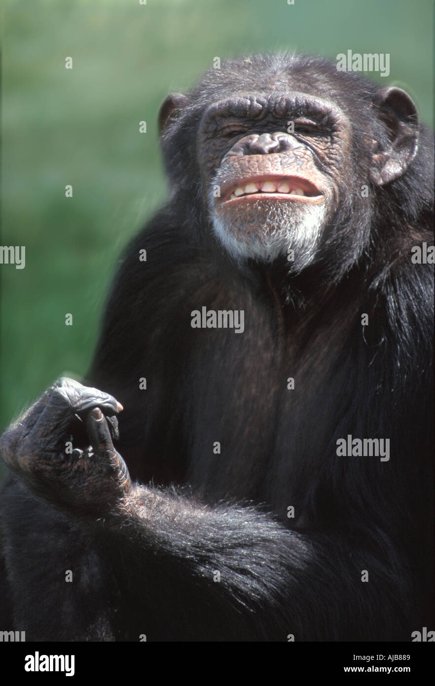 Chimpanzee lips hi-res stock photography and images - Alamy