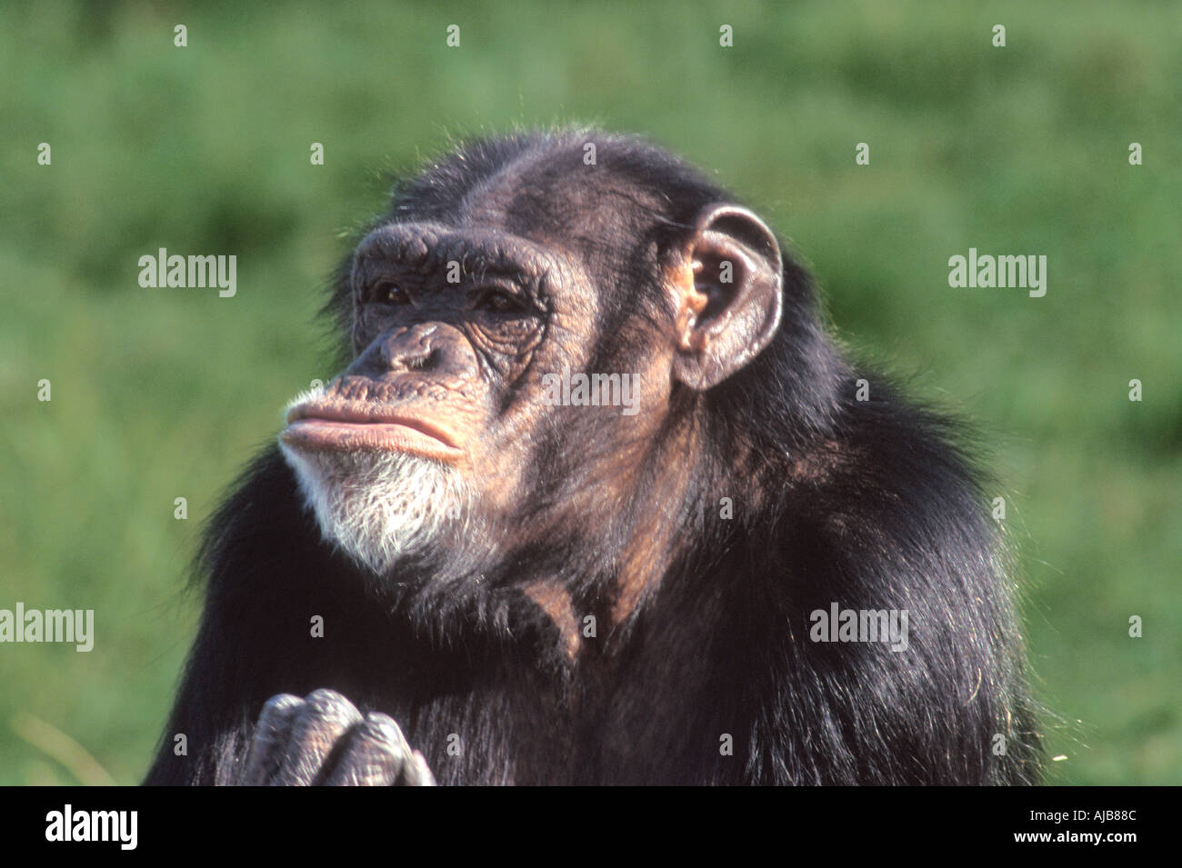 Chimpanzee tooth hi-res stock photography and images - Alamy