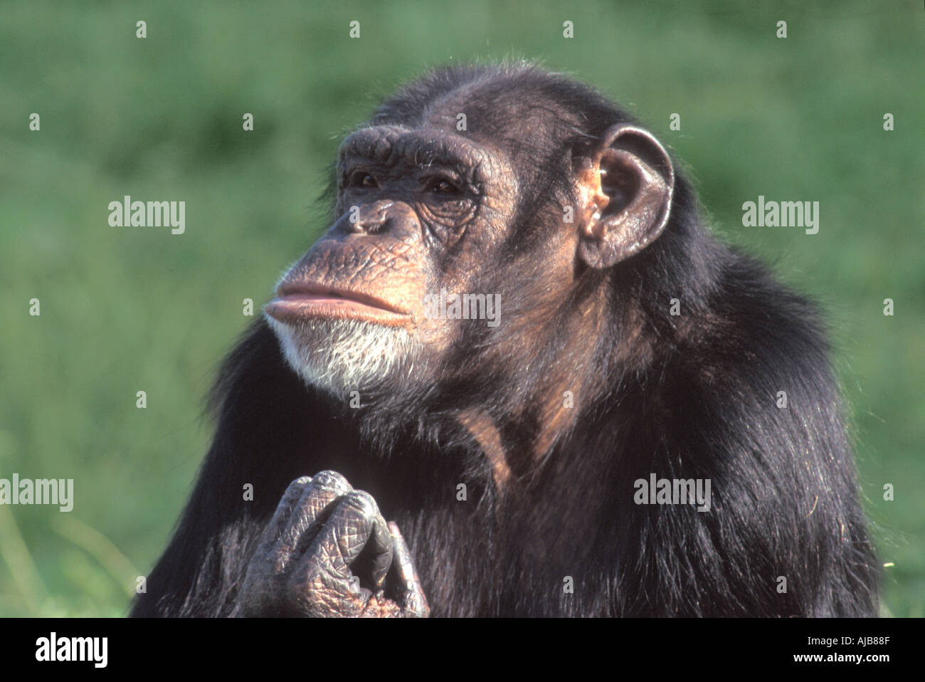 Chimp lips hi-res stock photography and images - Alamy