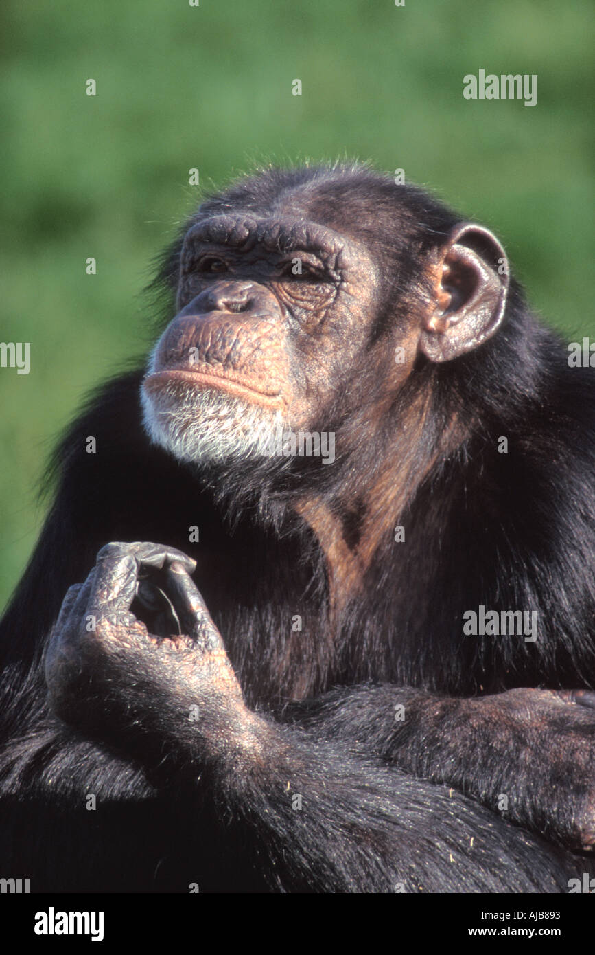 Chimp lips hi-res stock photography and images - Alamy