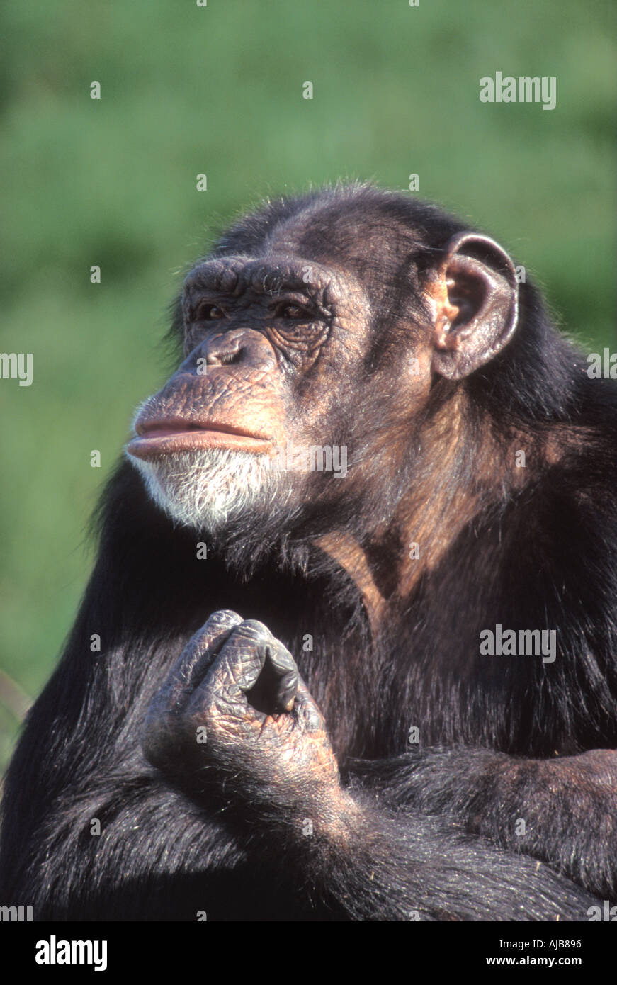 Chimp lips hi-res stock photography and images - Alamy