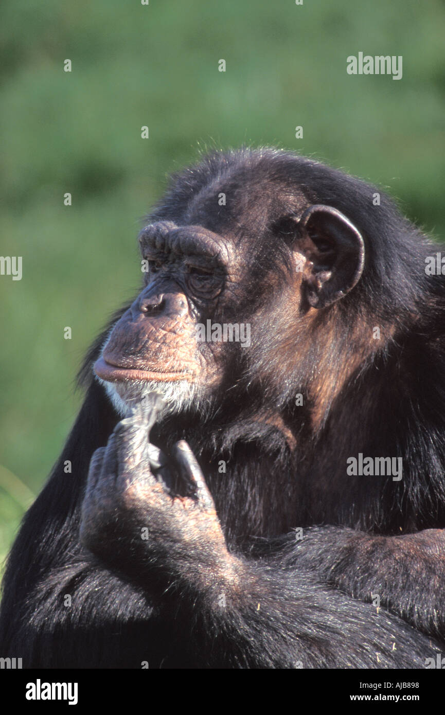 Chimpanzee lips hi-res stock photography and images - Alamy