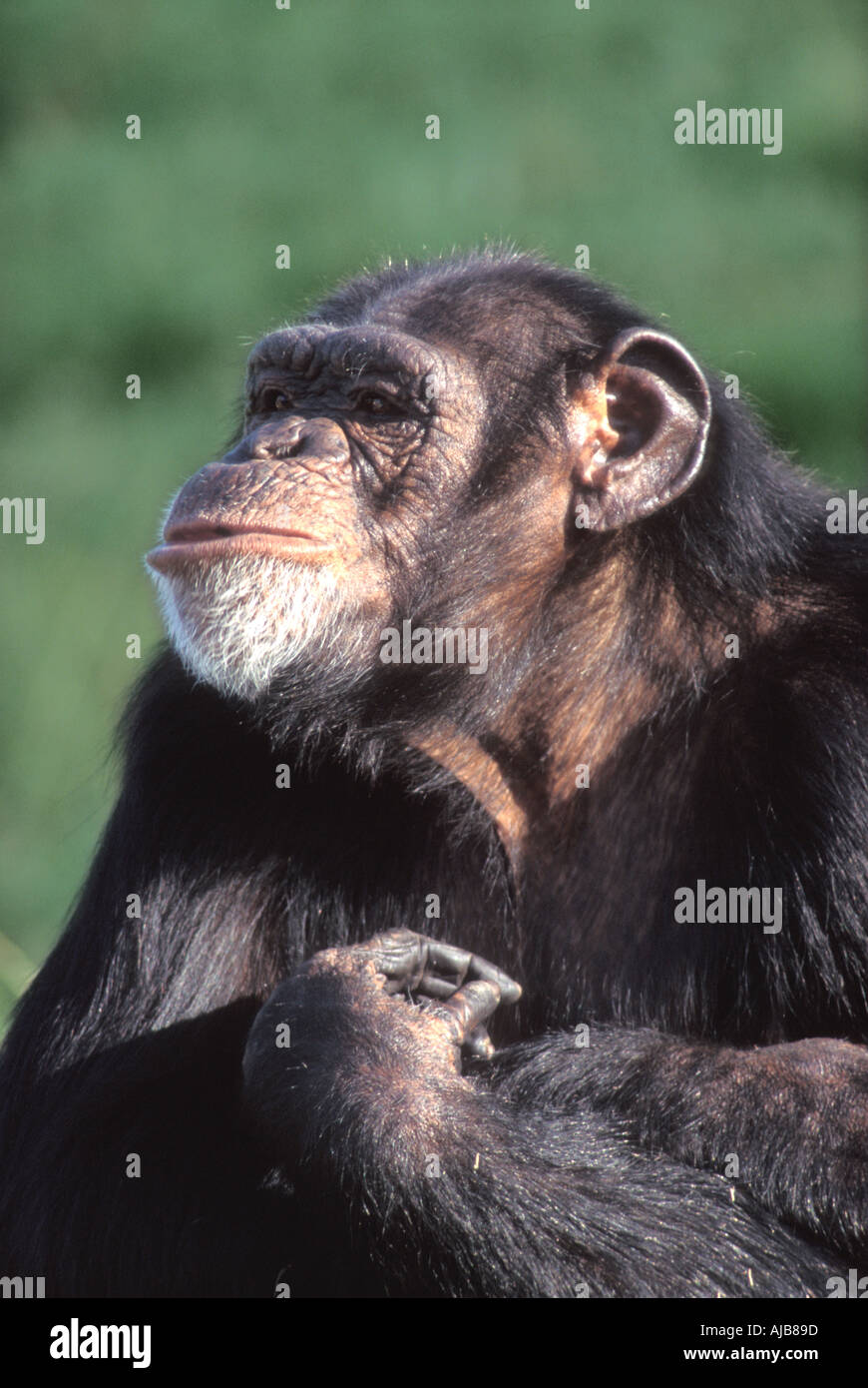 Chimpanzee lips hi-res stock photography and images - Alamy