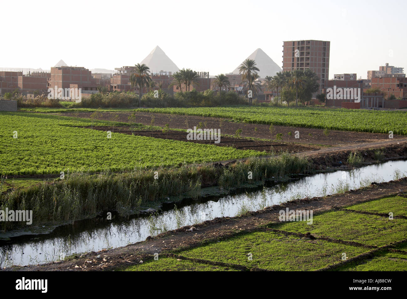 Agricultural farmland fields and suburbs of southern Giza with Pyramids ...