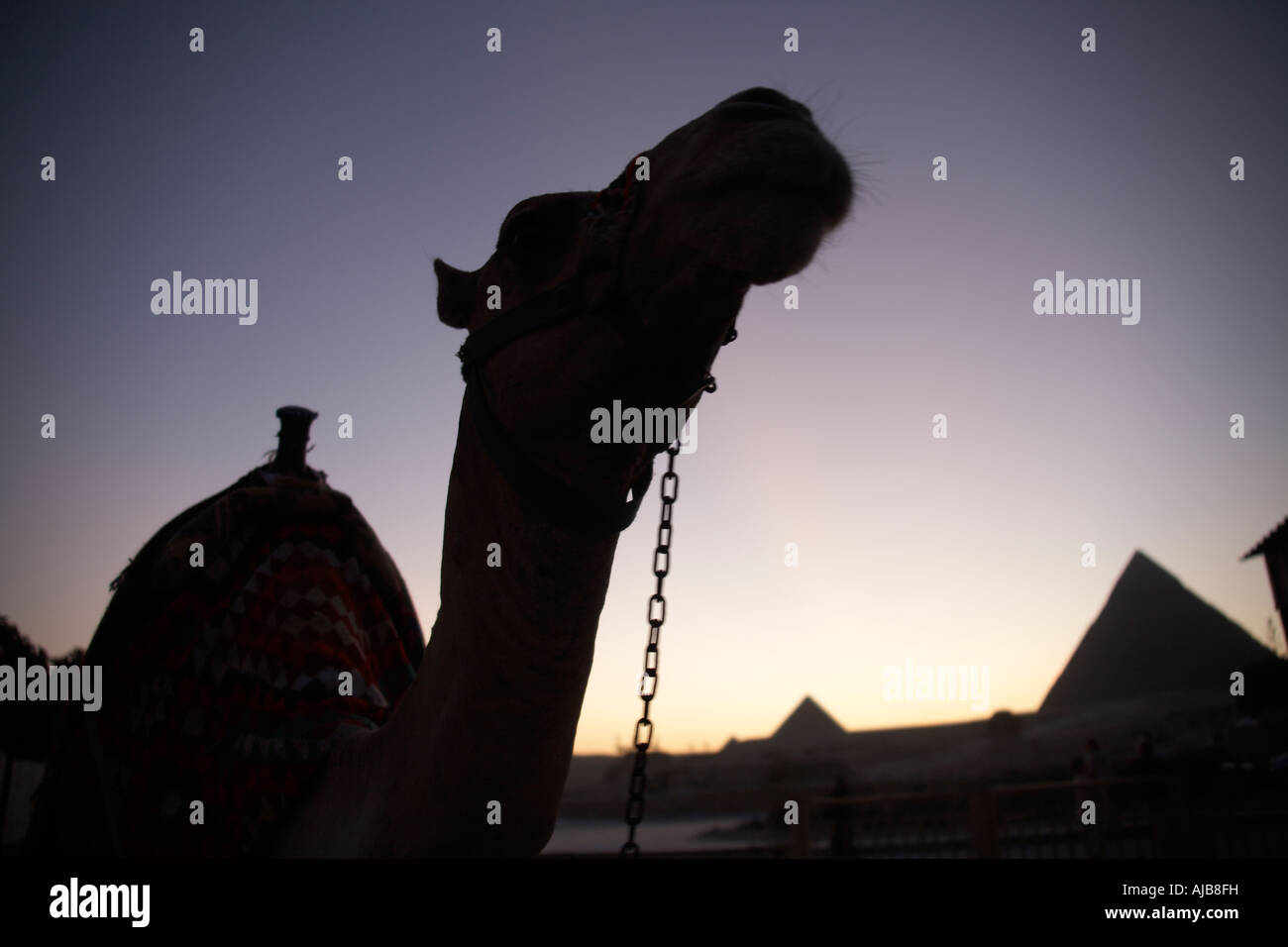Camel silhouette pyramids hi-res stock photography and images - Alamy