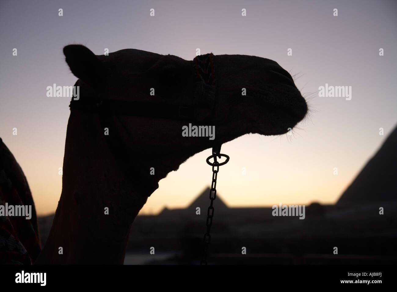 Camel in silhouette with pyramids in the distance at dusk or evening ...