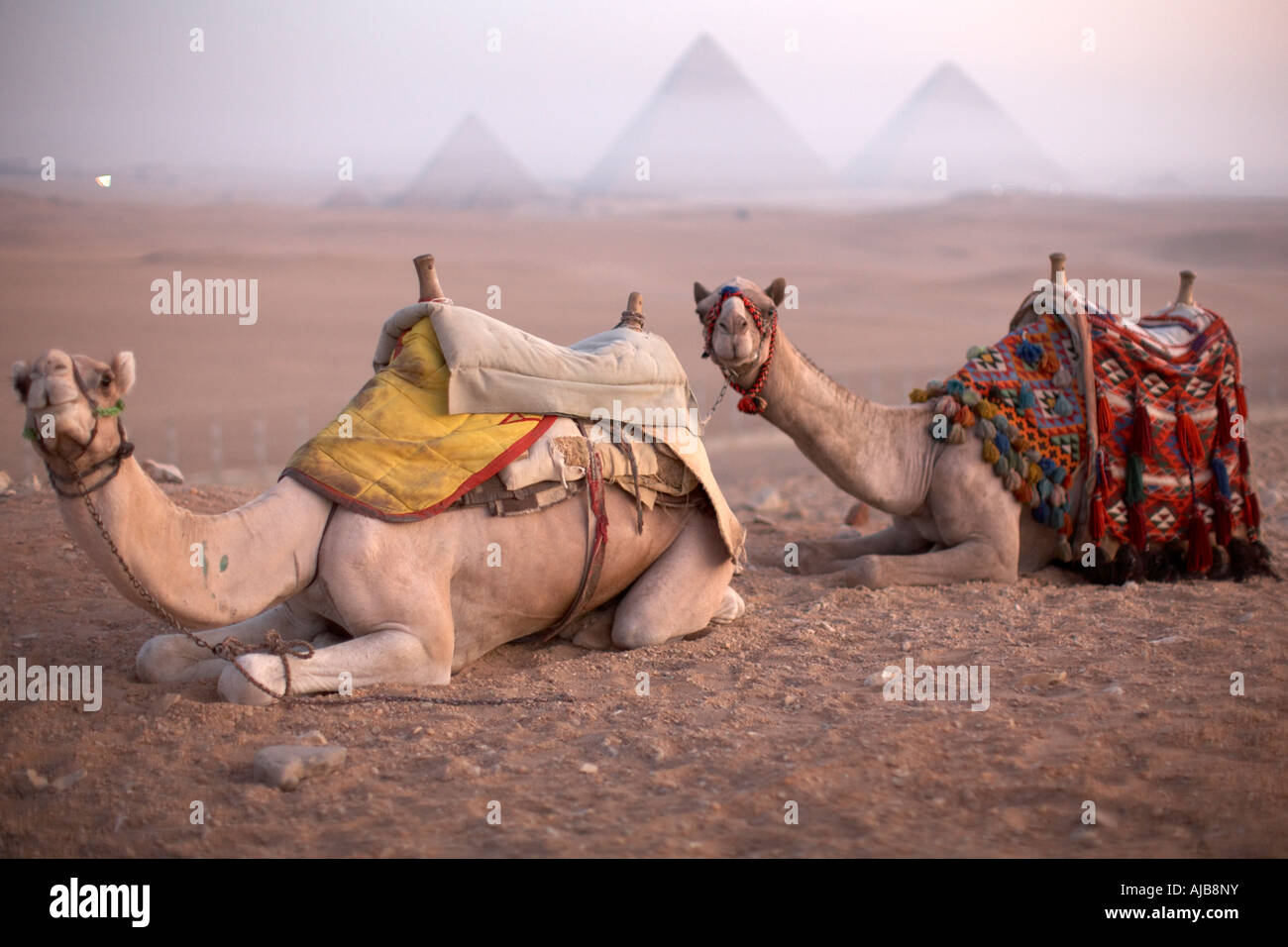 Camels pyramid in egypt hi-res stock photography and images - Alamy