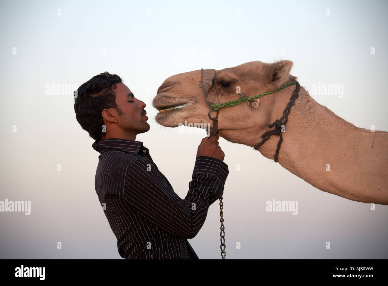 Funny Man Riding Camel
