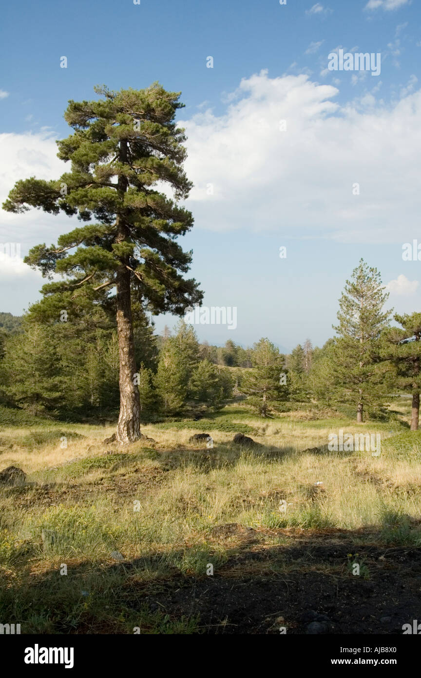 Weathered and wind shaped Pine trees PINUS PINEA on the northern slope ...