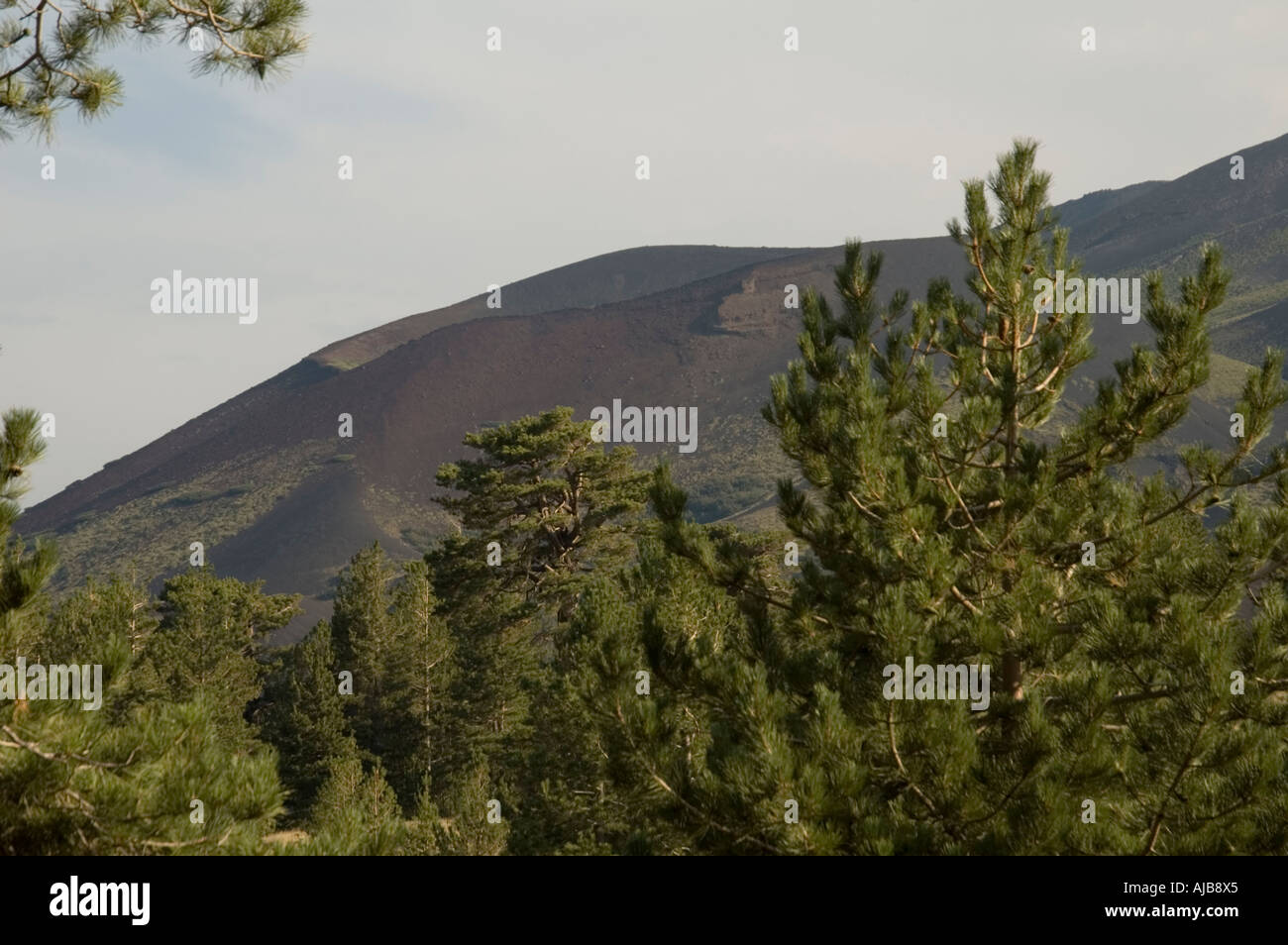 Weathered and wind shaped Pine trees PINUS PINEA on the northern slope ...