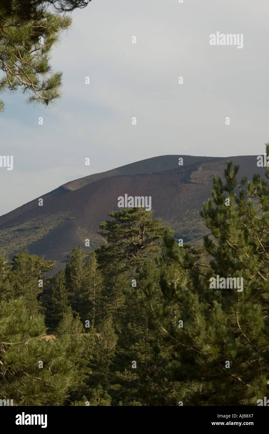 Weathered and wind shaped Pine trees PINUS PINEA on the northern slope ...