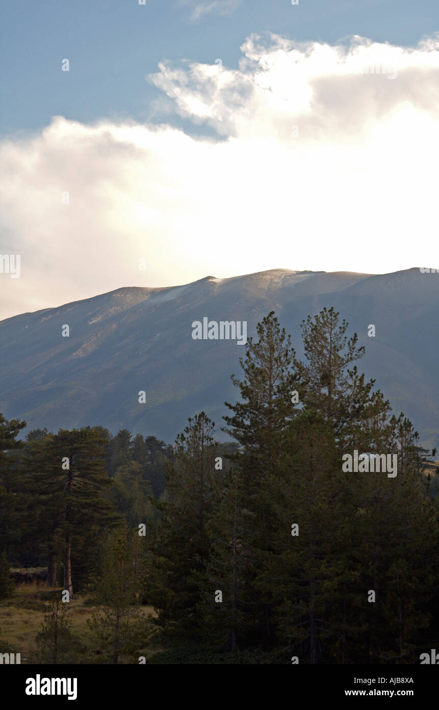 Weathered and wind shaped Pine trees PINUS PINEA on the northern slope ...