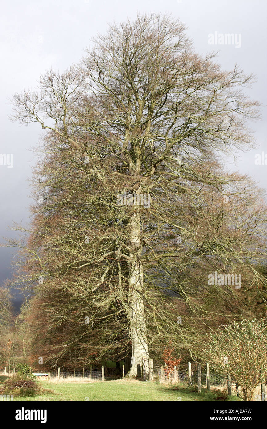 Ballynascreen hi-res stock photography and images - Alamy