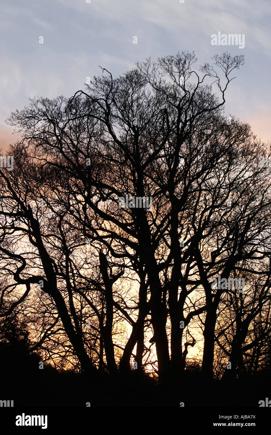 Sunrise coloured colourful sky with trees in silhouette at ...