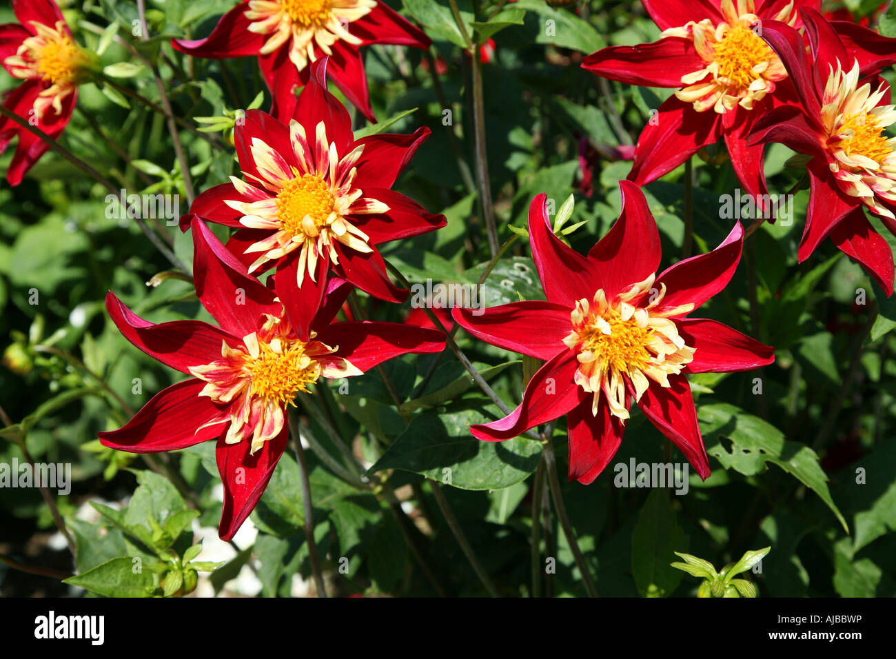 An unusual dahlia seen in the gardens of La Seigneurie a lovely ...