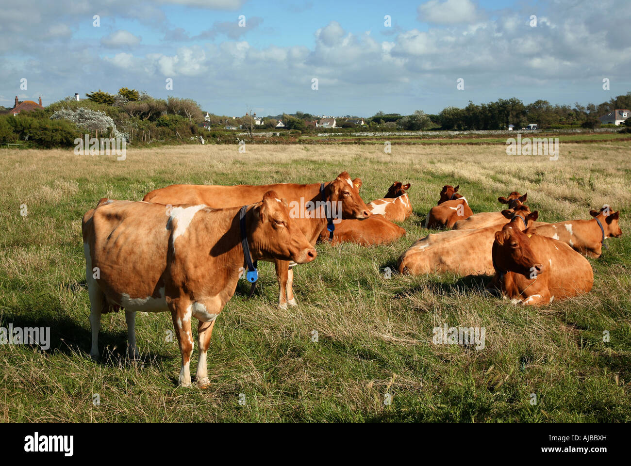 Guernsey cattle contented in their pastures at a farm at Les Vardes ...