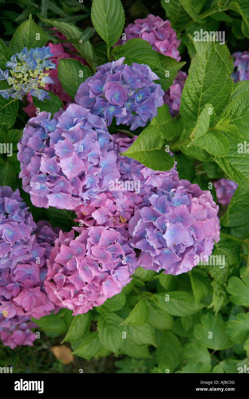 English Country Garden - Hydrangea macrophylla Colour varies according ...