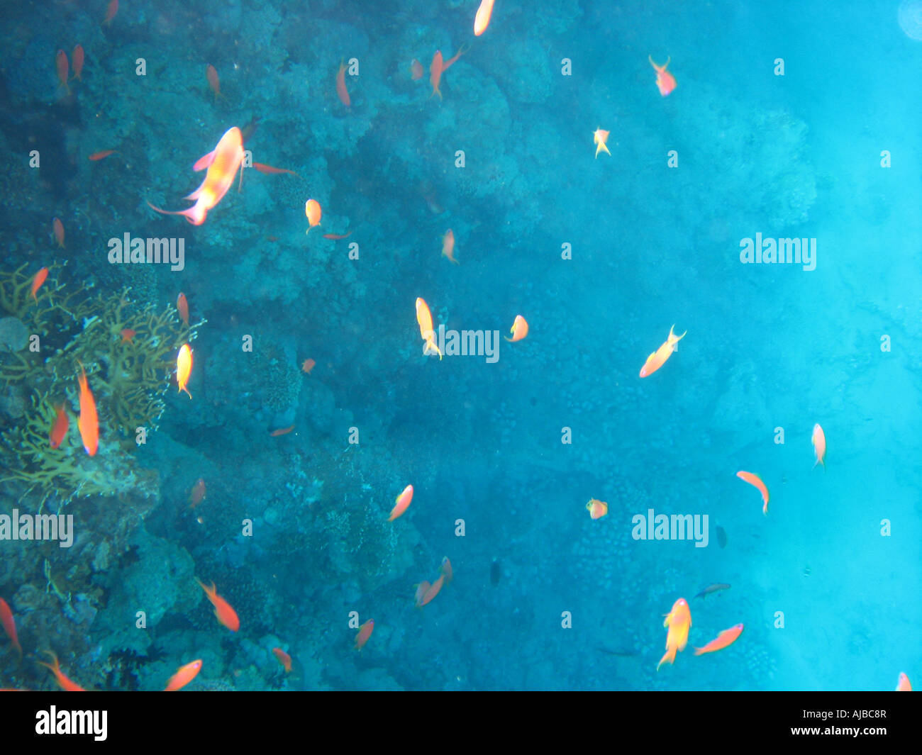 Underwater diving picture of fish swimming over seabed in Red Sea at ...