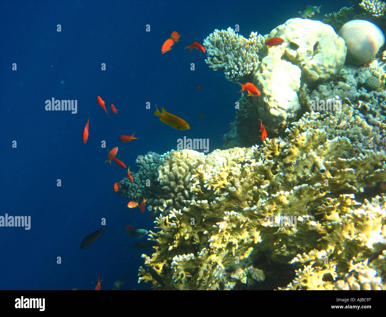 Underwater diving picture of fish swimming through corals in Red Sea at ...
