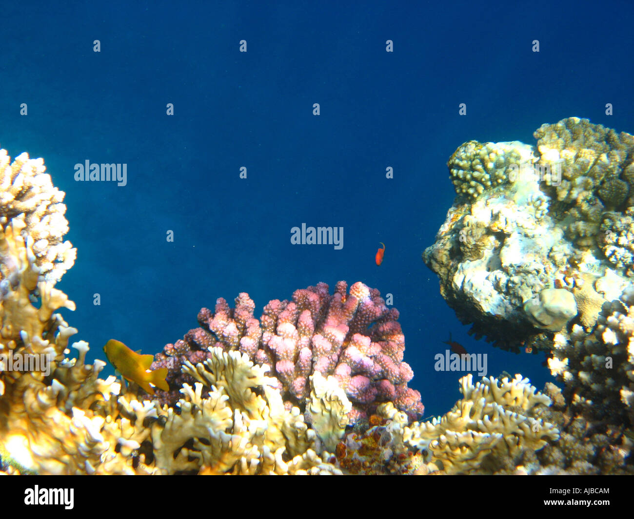 Underwater diving picture of coral reef life in Red Sea at the Canyon ... Underwater diving picture of coral reef life in Red Sea at the Canyon ...