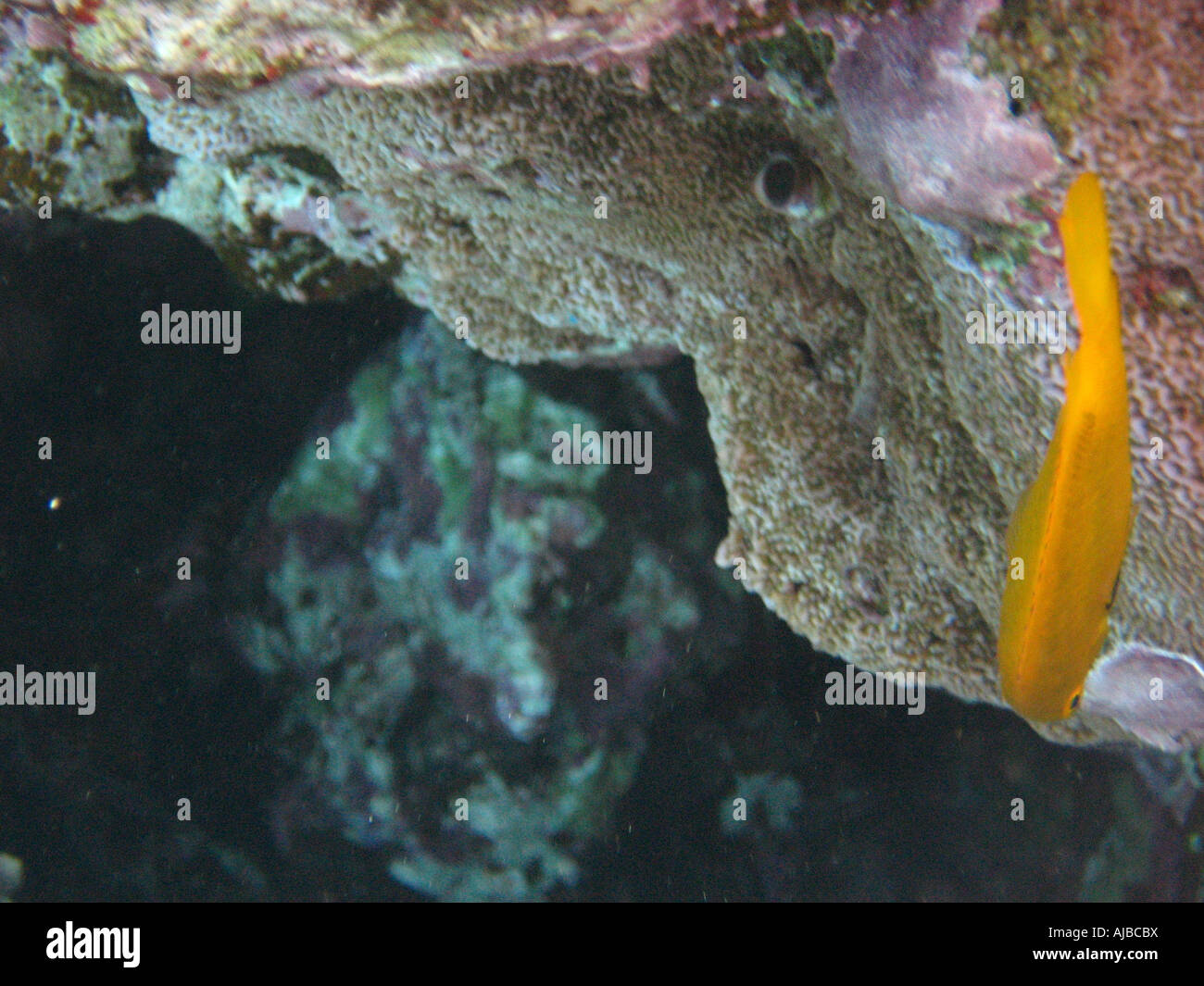 Underwater diving picture of a fish over the seabed in Red Sea at the ...