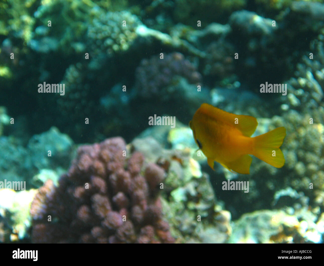 Underwater diving picture of a Sulphur damselfish Pomacentrus sulfureus ...